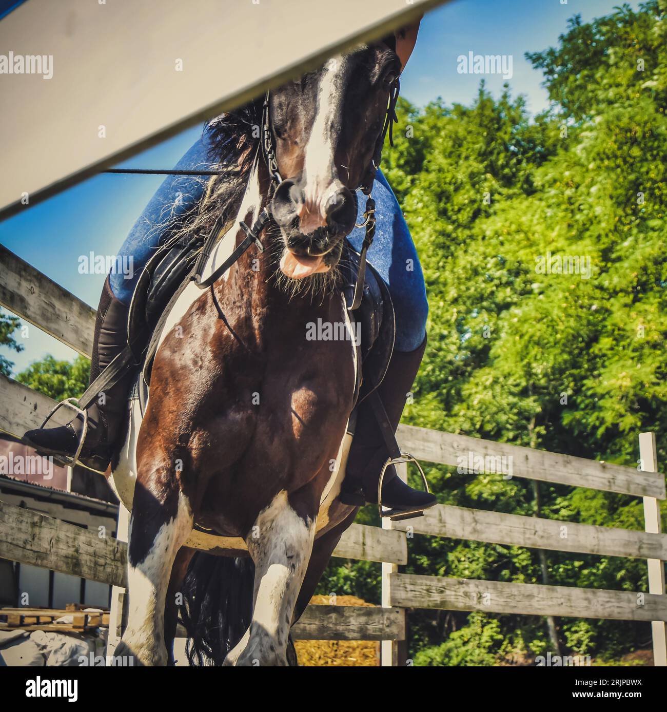 Horse riding in the corral Stock Photo - Alamy