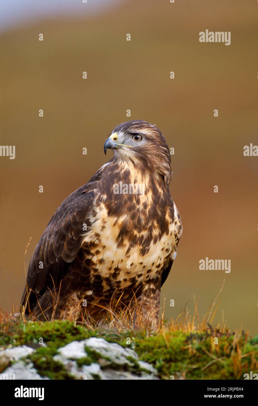 Buzzards scotland hi-res stock photography and images - Alamy