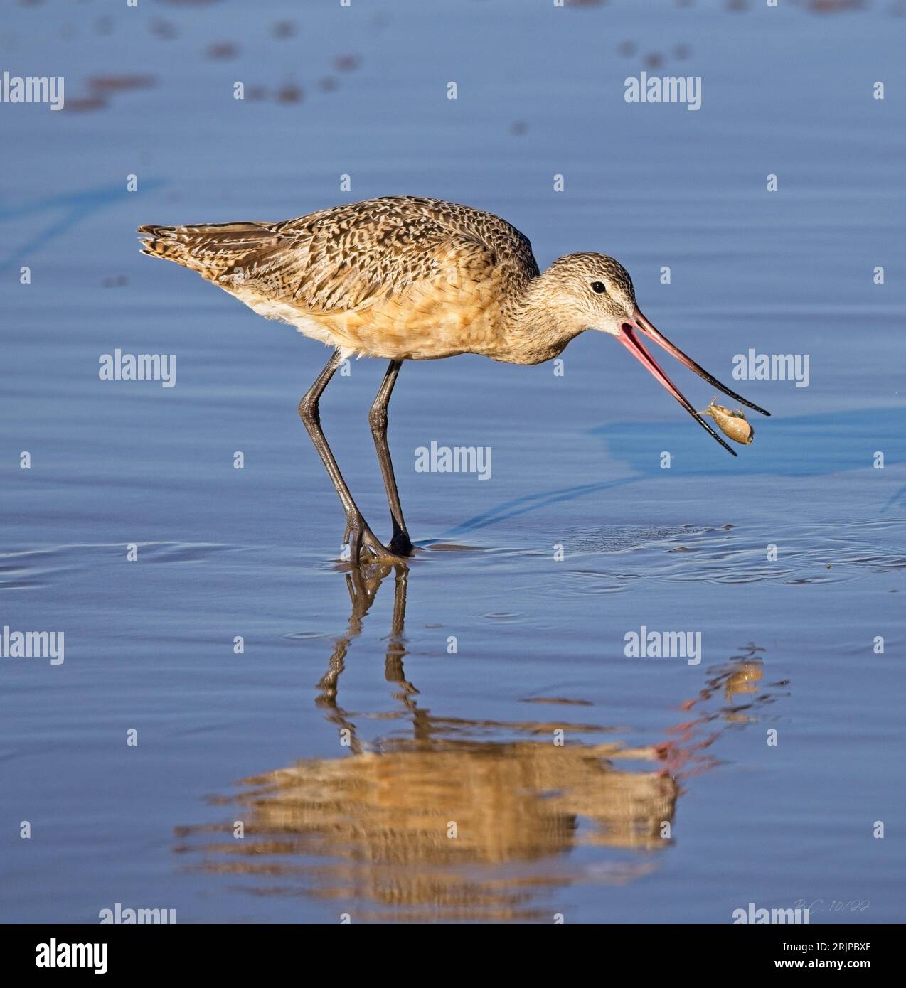 A Long-billed curlew is seen foraging for food in a shallow body of ...