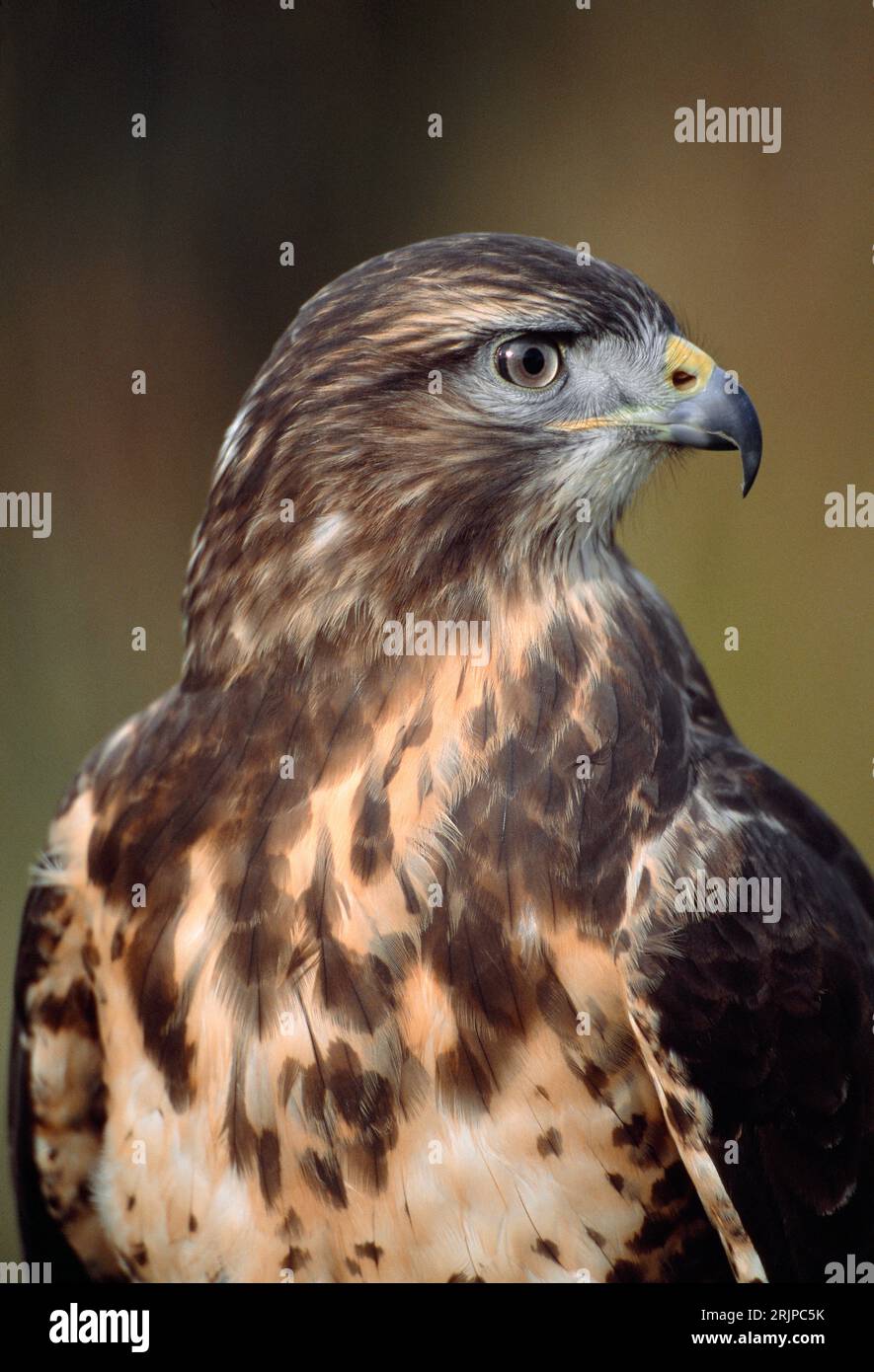 Common Buzzard (Buteo buteo) close-up of captive, falconers bird ...