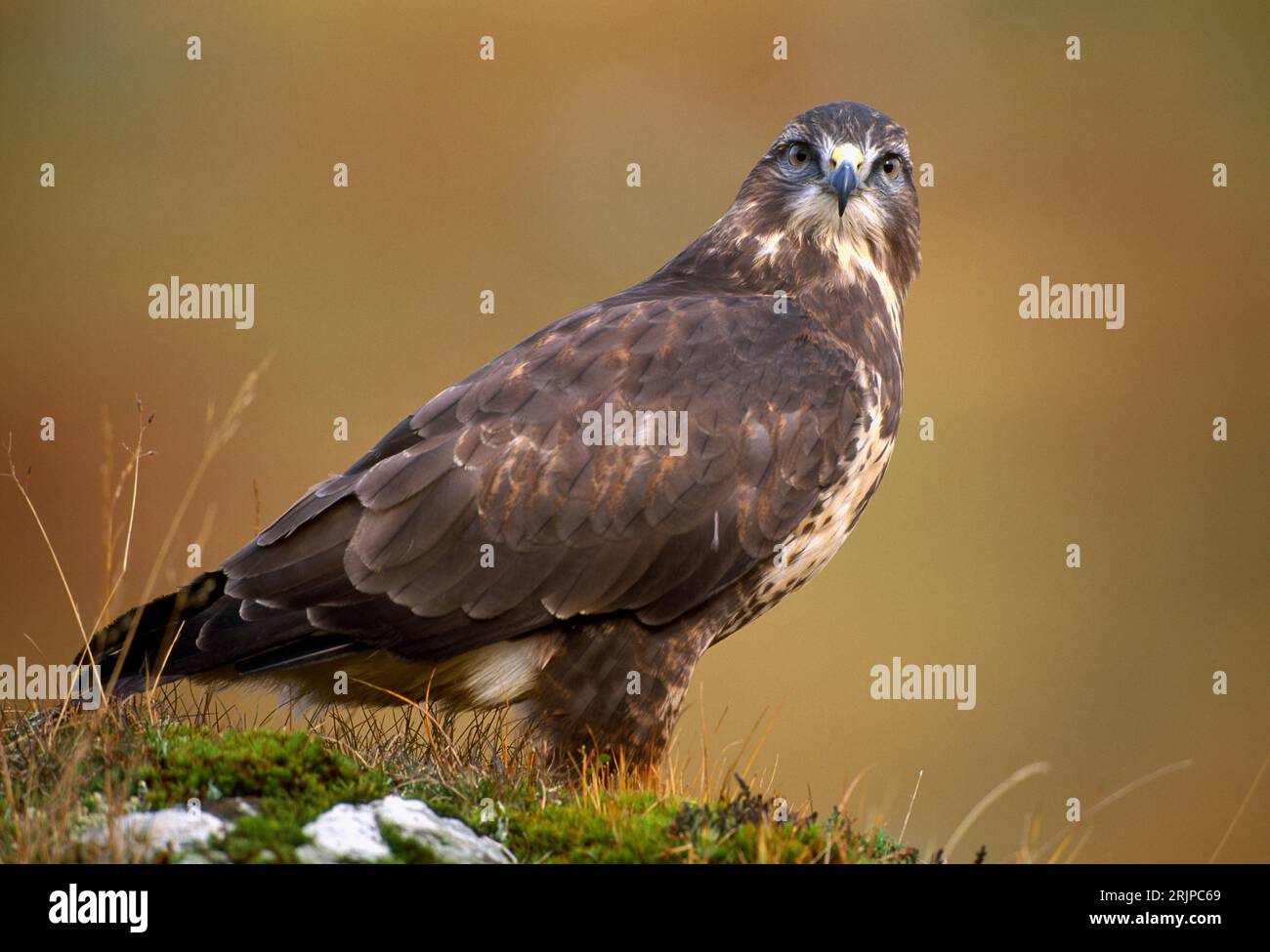 Common Buzzard (Buteo buteo) baited with carrion, Isle of Mull, Inner ...