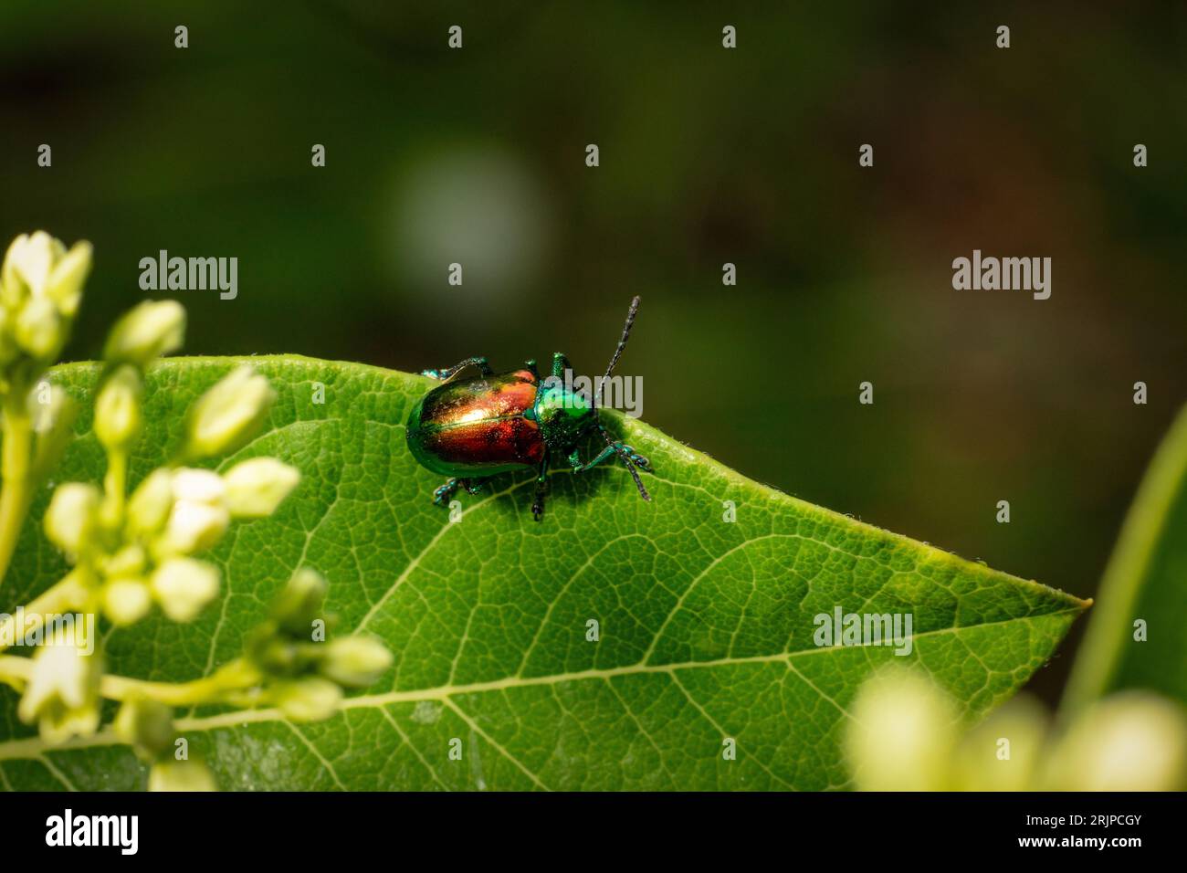 Horizontal photo of Iridescent green and copper colored Dogbane Leaf Beetle - macro close-up ...