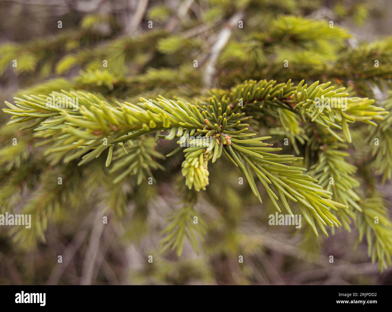 Tree of the republic hi-res stock photography and images - Alamy