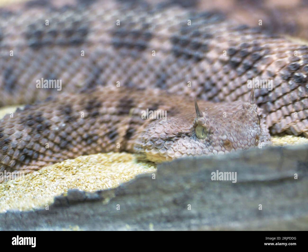 Horned viper saharan hi-res stock photography and images - Alamy
