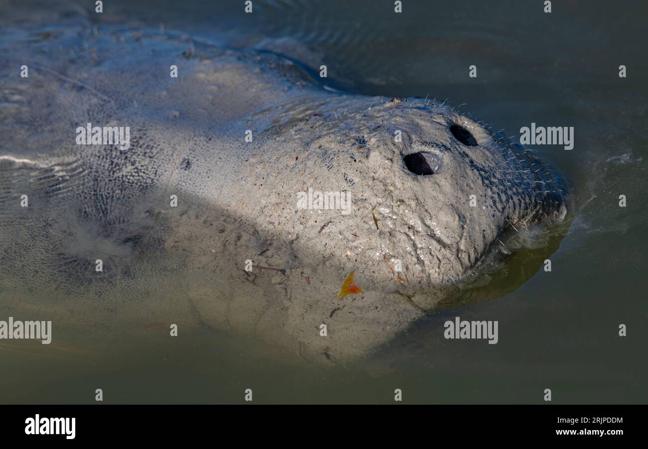 A close-up of a West Indian manatee with its nose out of the water ...