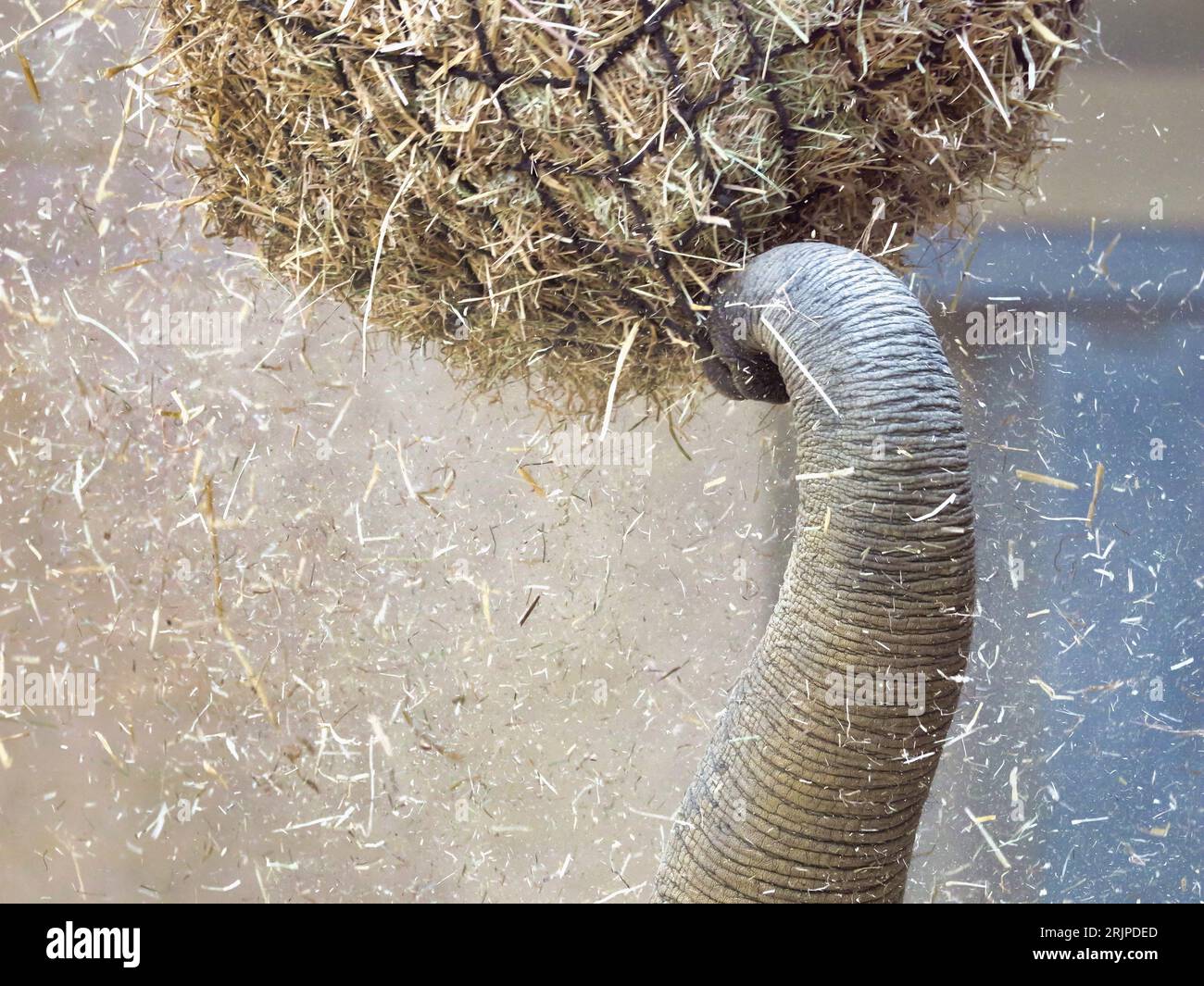 A close-up of an elephant reaching out its trunk to grab a hay bale ...