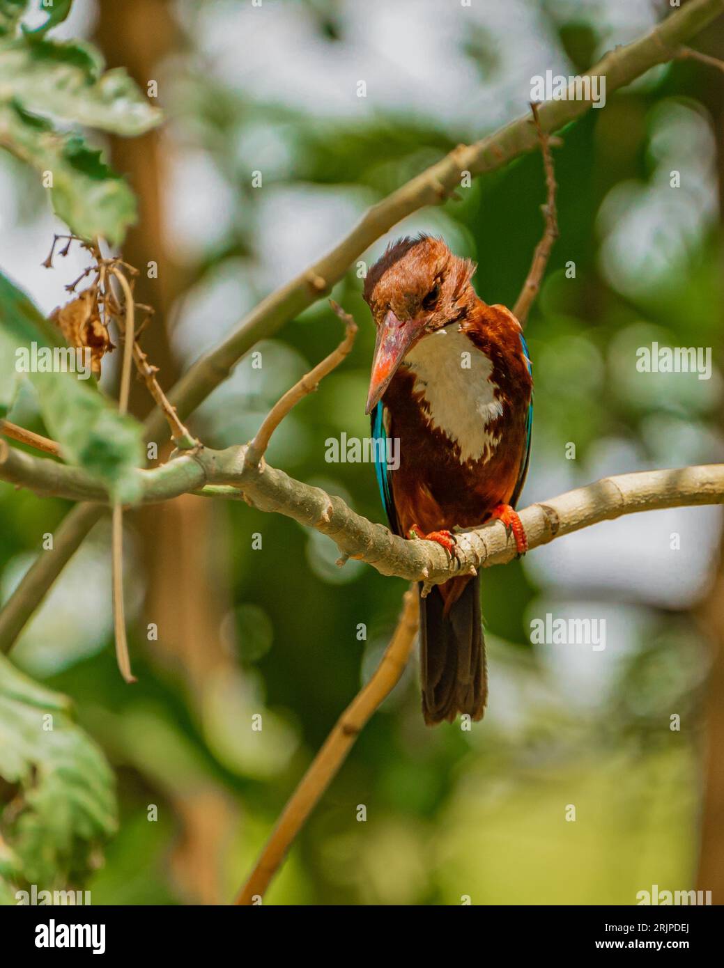 A White-throated kingfisher standing on a tree branch while looking ...