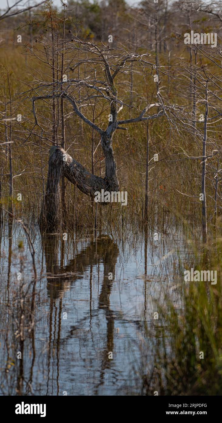 Murky swamp hi-res stock photography and images - Alamy