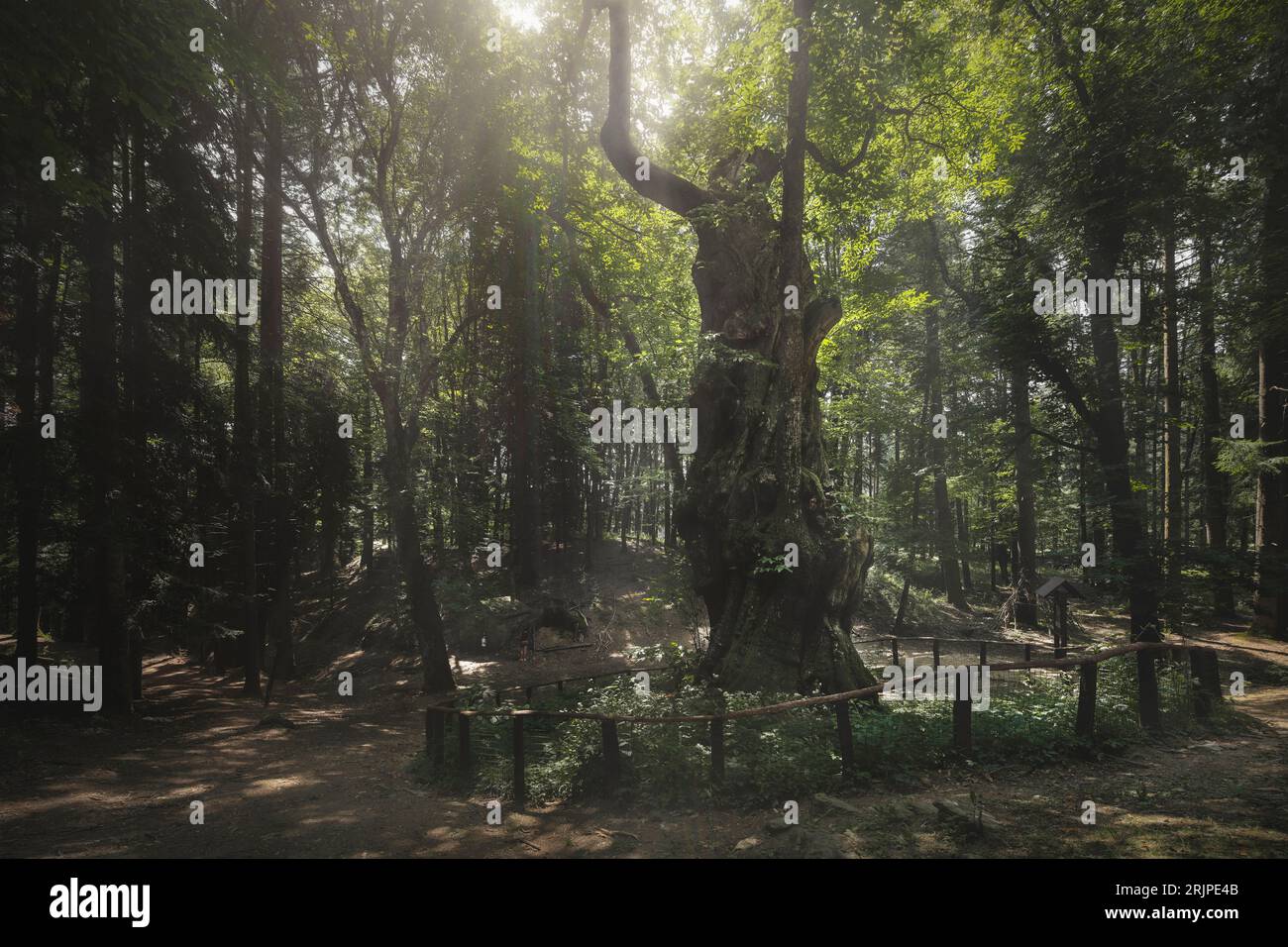 Old chestnut tree hi-res stock photography and images - Alamy