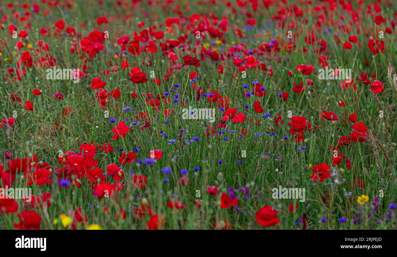 Wildflower field in the Cotswolds early morning Stock Photo - Alamy