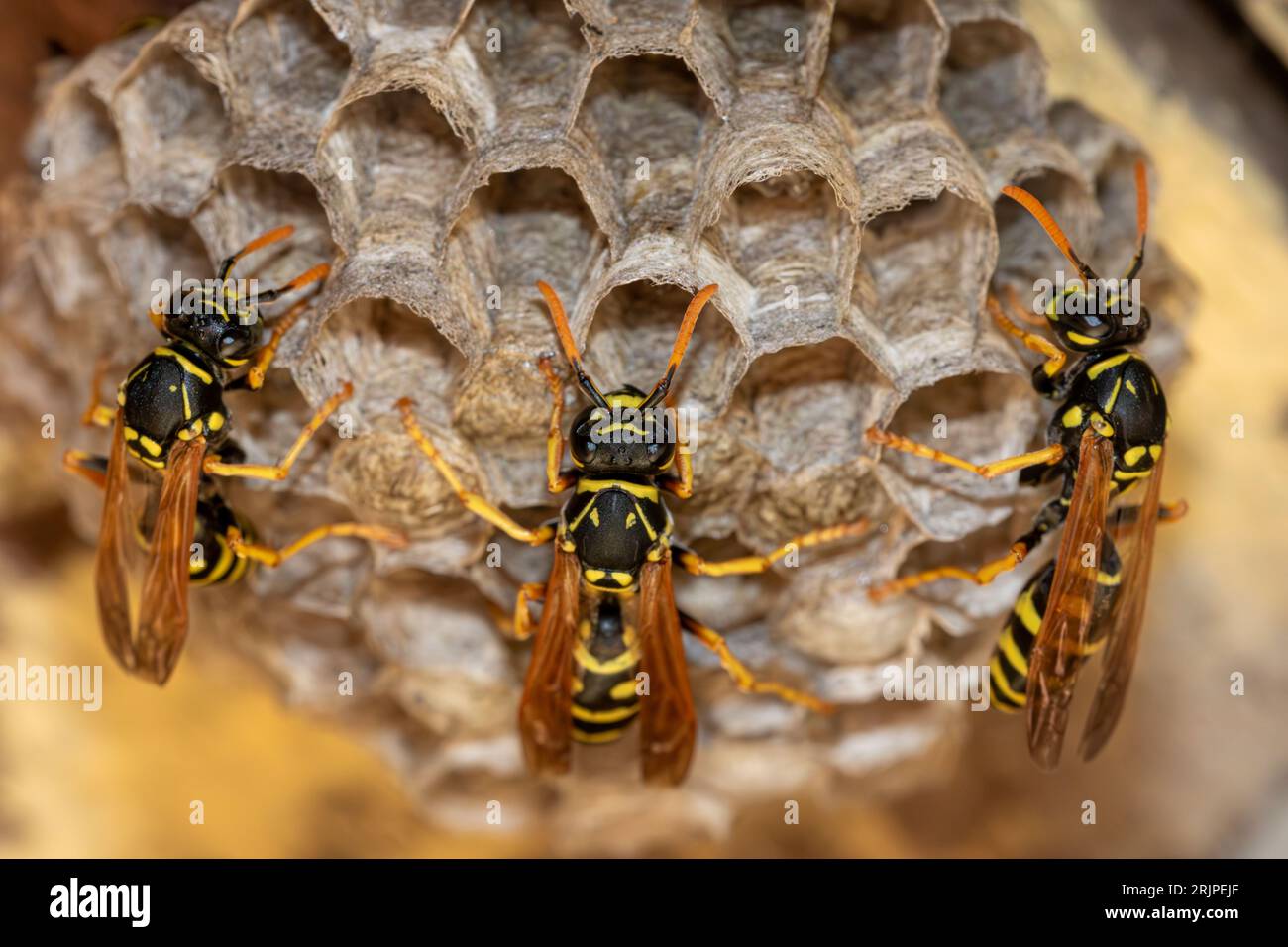 The close-up perspective of European wasps commencing the formation of ...