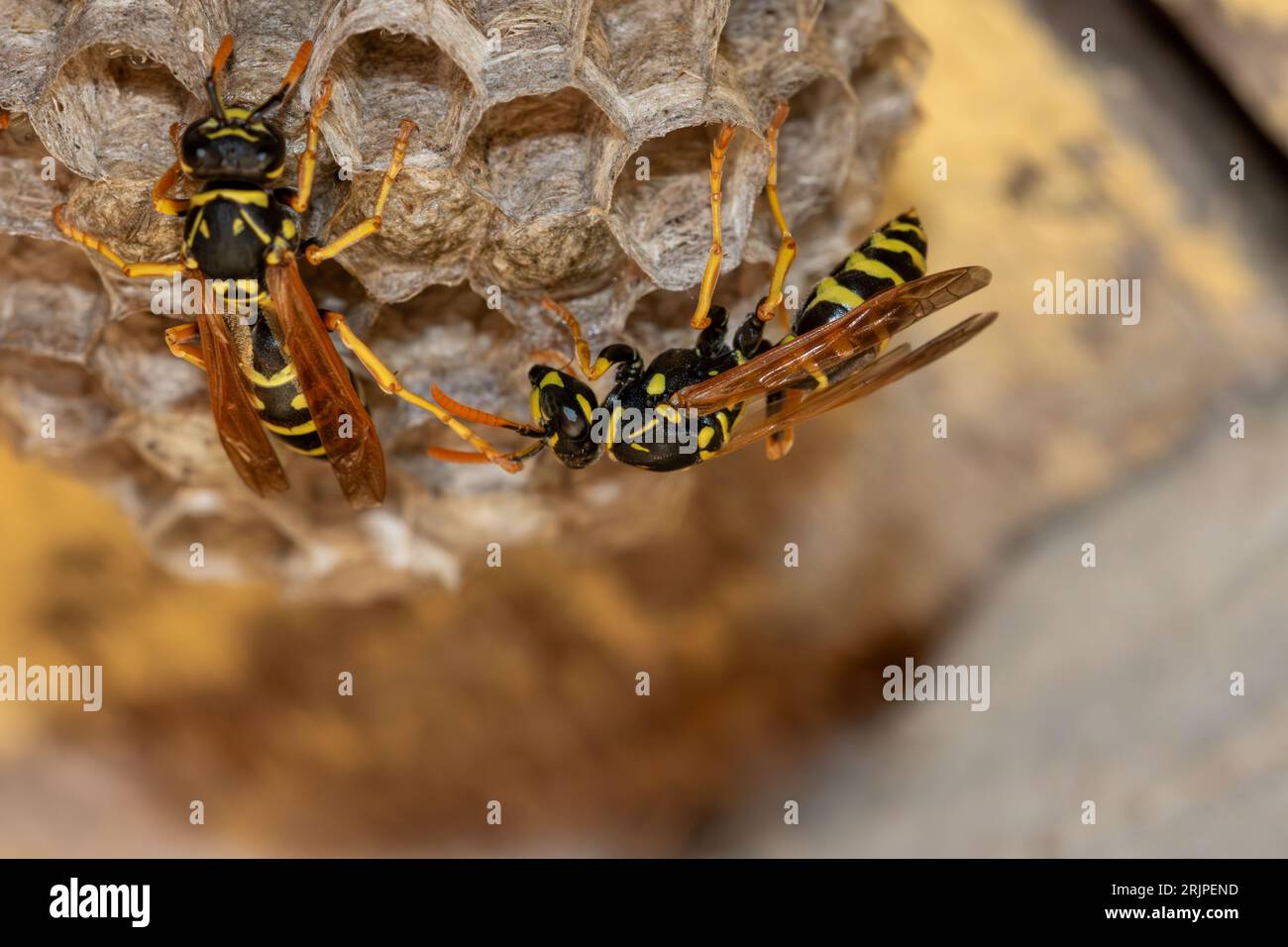 A close-up capturing the beginning stages of a European wasp colony ...