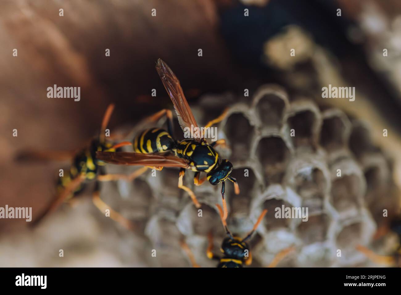 A macro view of European Wasps building a new colony in an old wooden ...