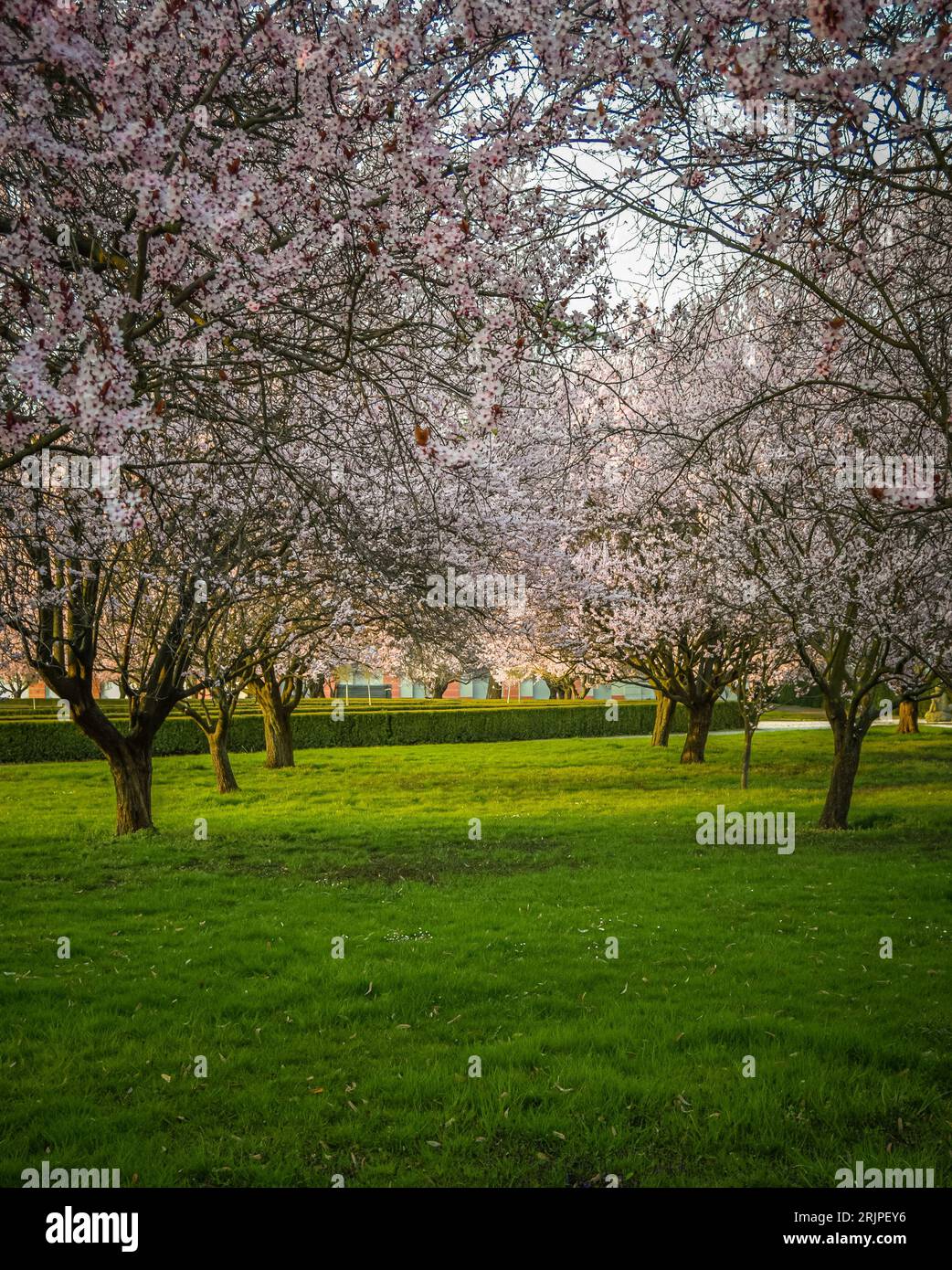 Sakura in europe hi-res stock photography and images - Alamy