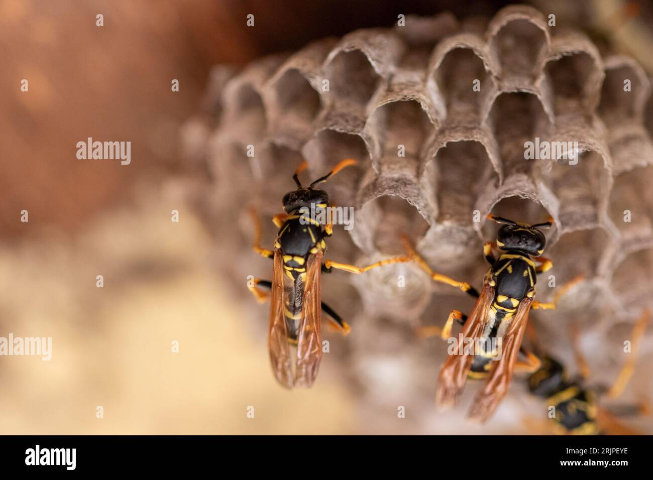 A macro view capturing the beginning stages of a European wasp colony ...