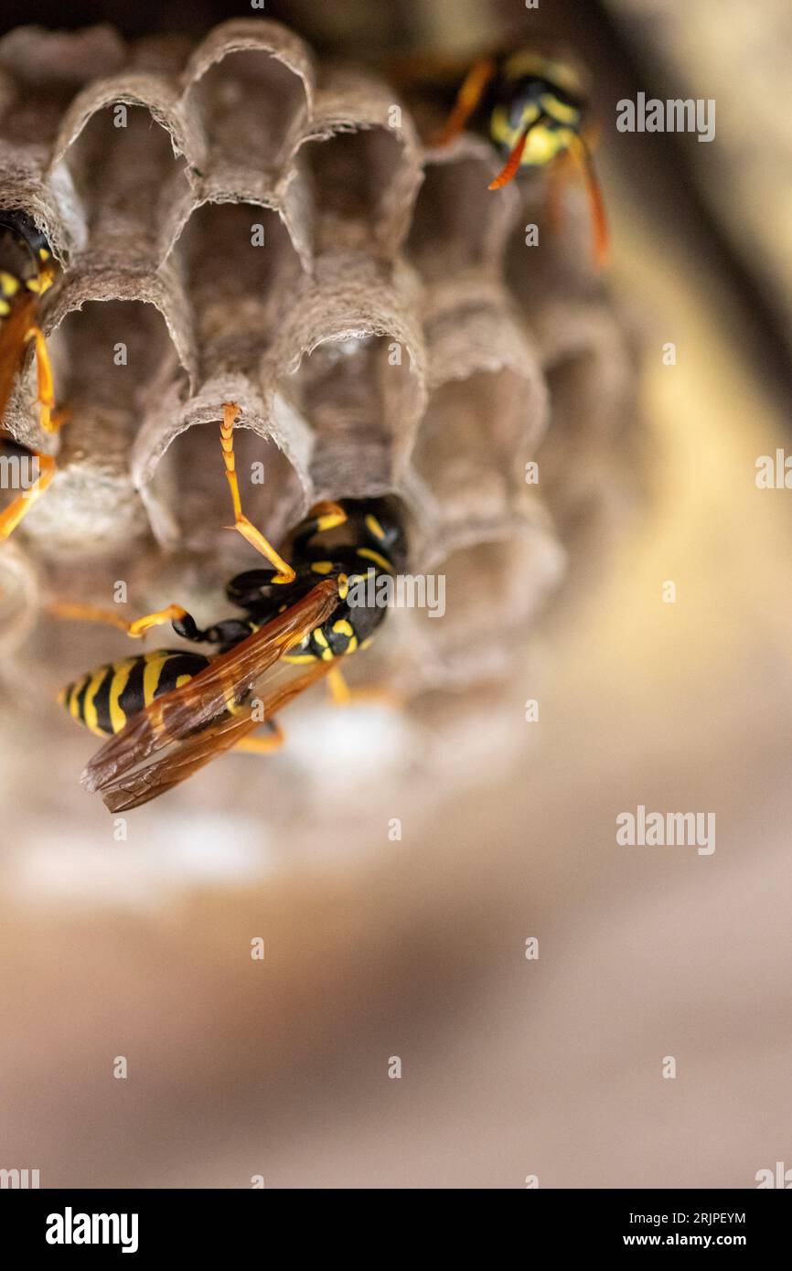 A group of European wasps in a wooden loft Stock Photo - Alamy