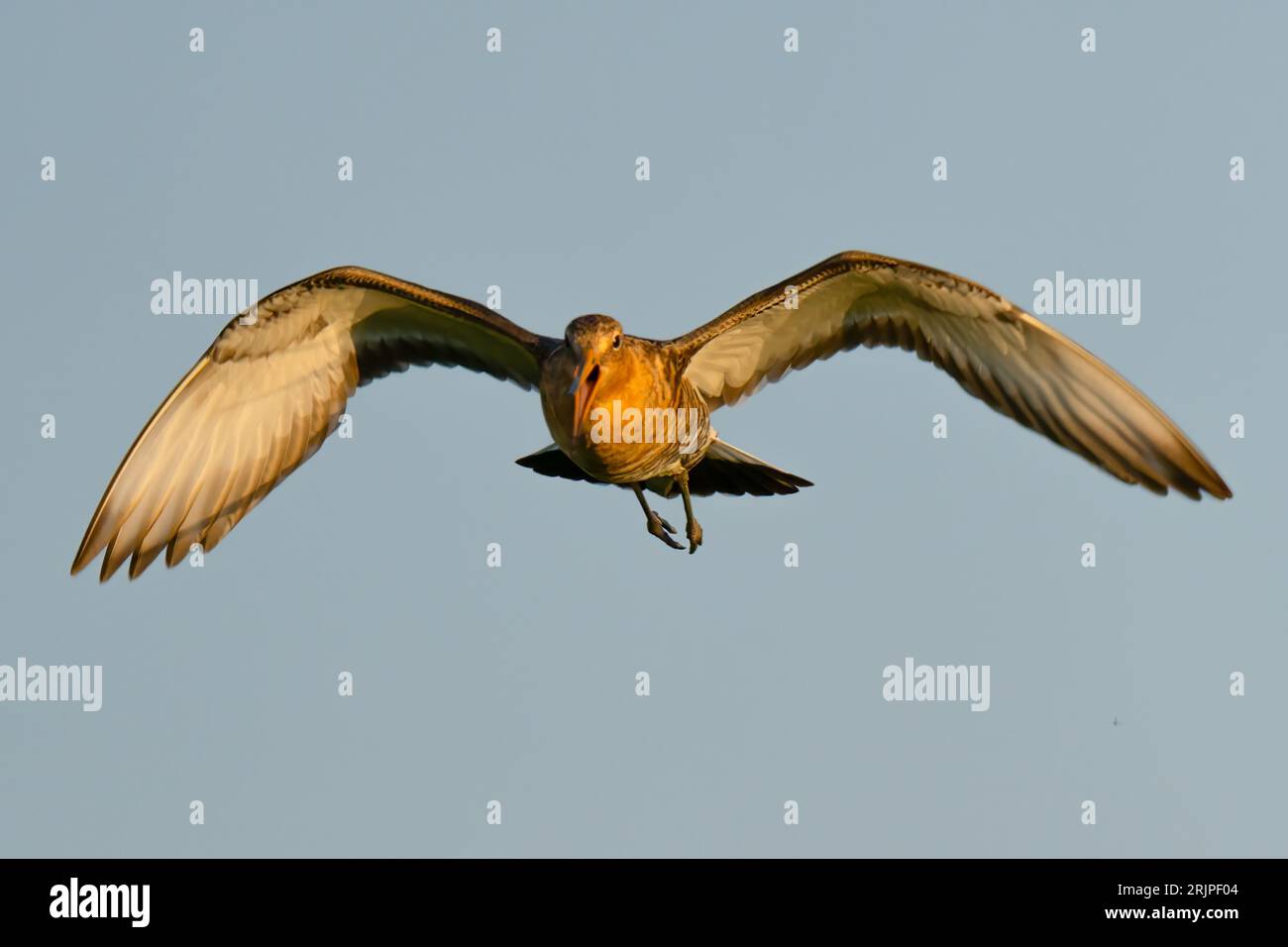 A Black-tailed godwit is in flight, its wings outstretched as it soars ...