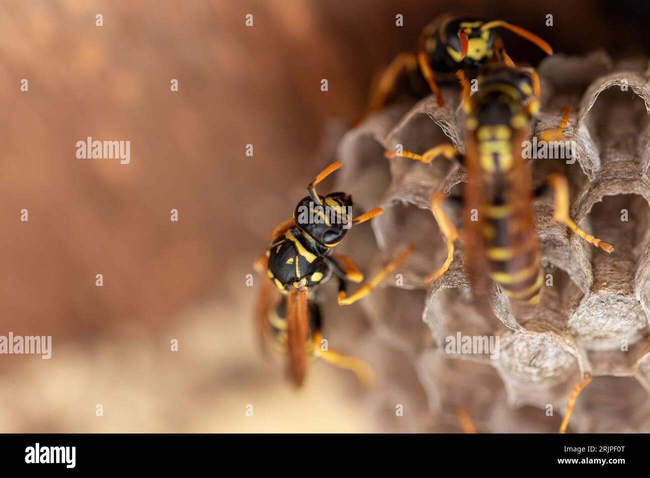 A close-up image of a cluster of European wasps in a wooden loft Stock ...