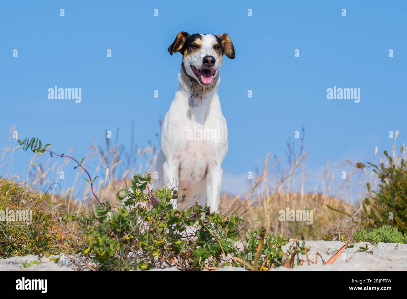 A white, black, and brown fox terrier and pointer cross mix breed dog ...