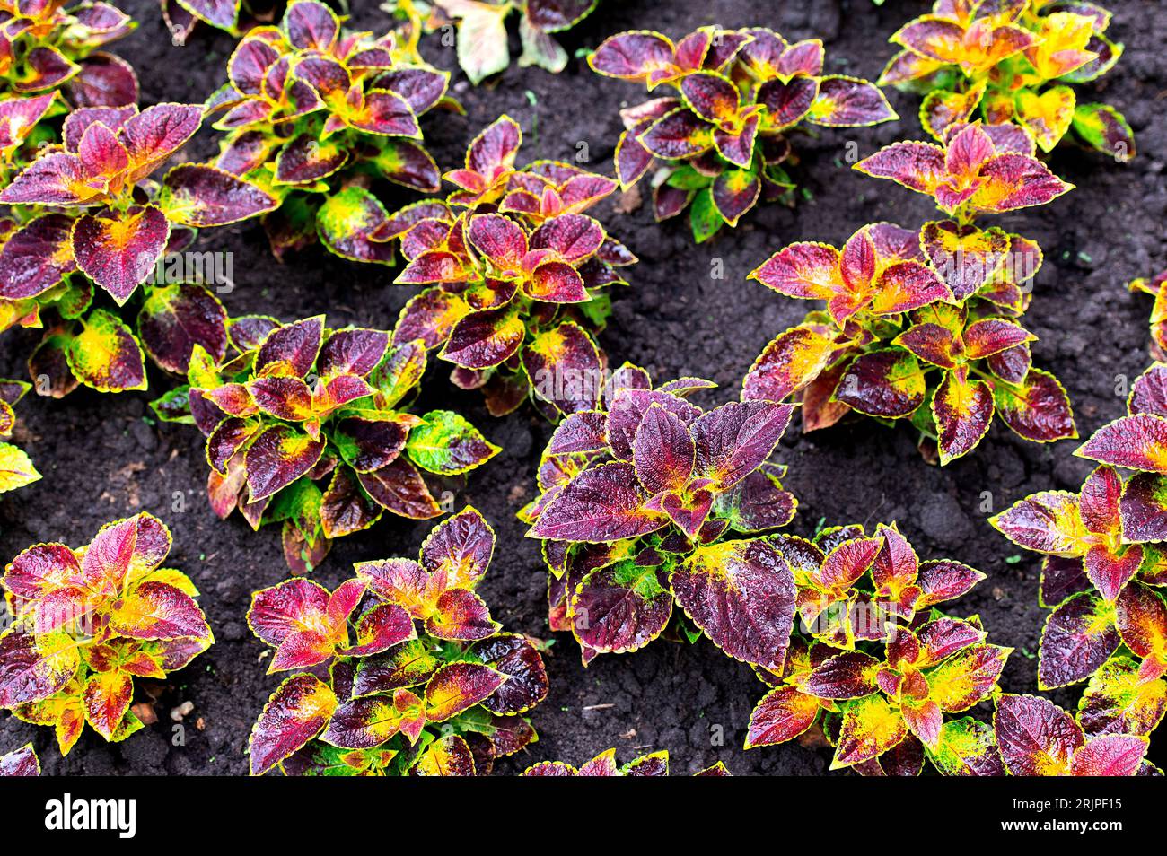 A collection of purple and yellow Coleus plants flourishing in soil ...