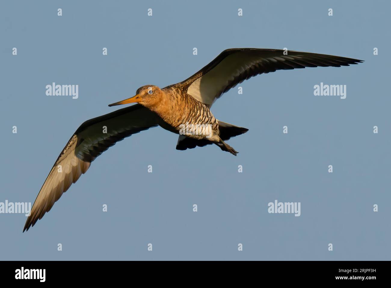 A Black-tailed godwit is in flight, its wings outstretched as it soars ...