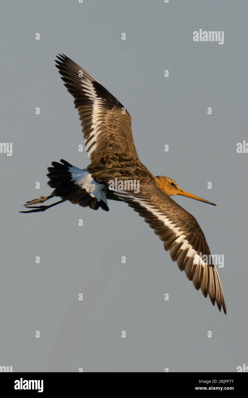 A Black-tailed godwit is in flight, its wings outstretched as it soars ...