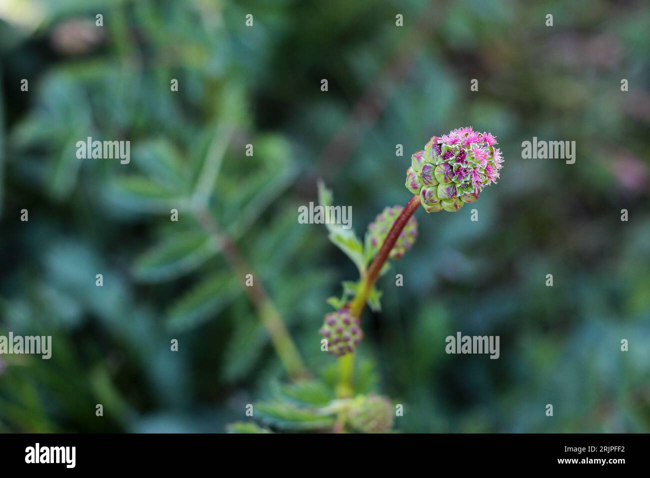 Salad burnet hi-res stock photography and images - Alamy