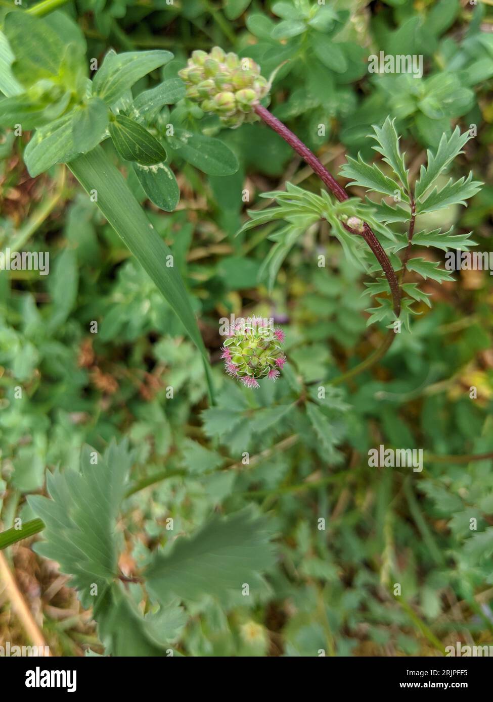 Salad burnet hi-res stock photography and images - Alamy
