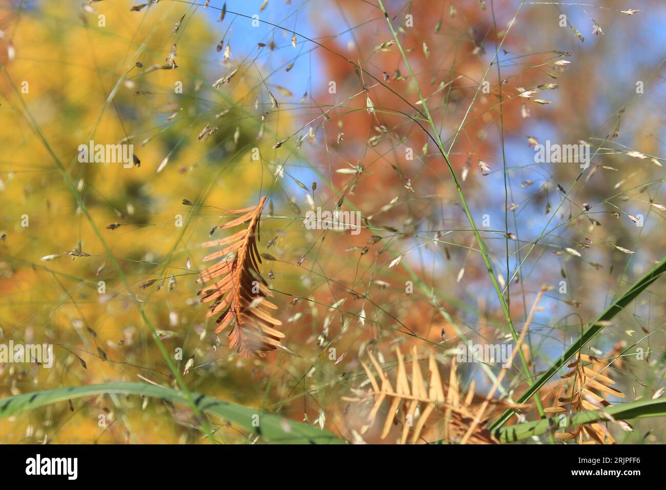 Featuring lush foliage hi-res stock photography and images - Alamy