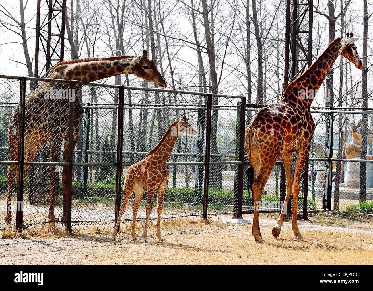 Bildnummer: 51174809 Datum: 30.03.2006 Copyright: imago/Xinhua ...