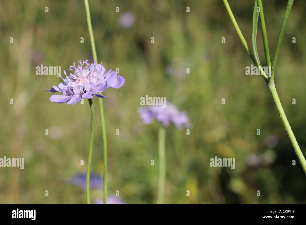 Small scabious in a wildflower meadow hi-res stock photography and ...