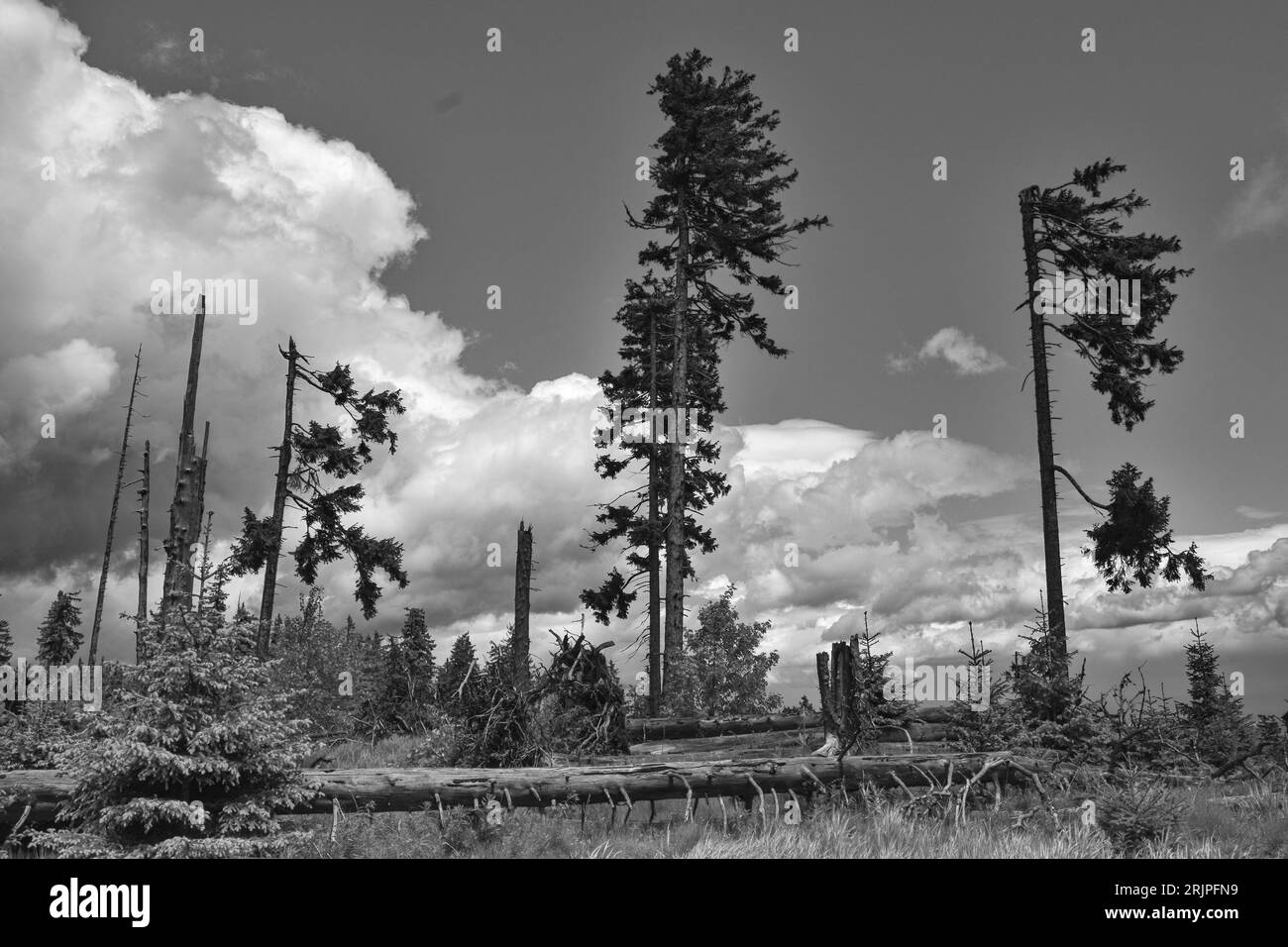 Sumava national park, Czec Republic, Black and White Stock Photo - Alamy