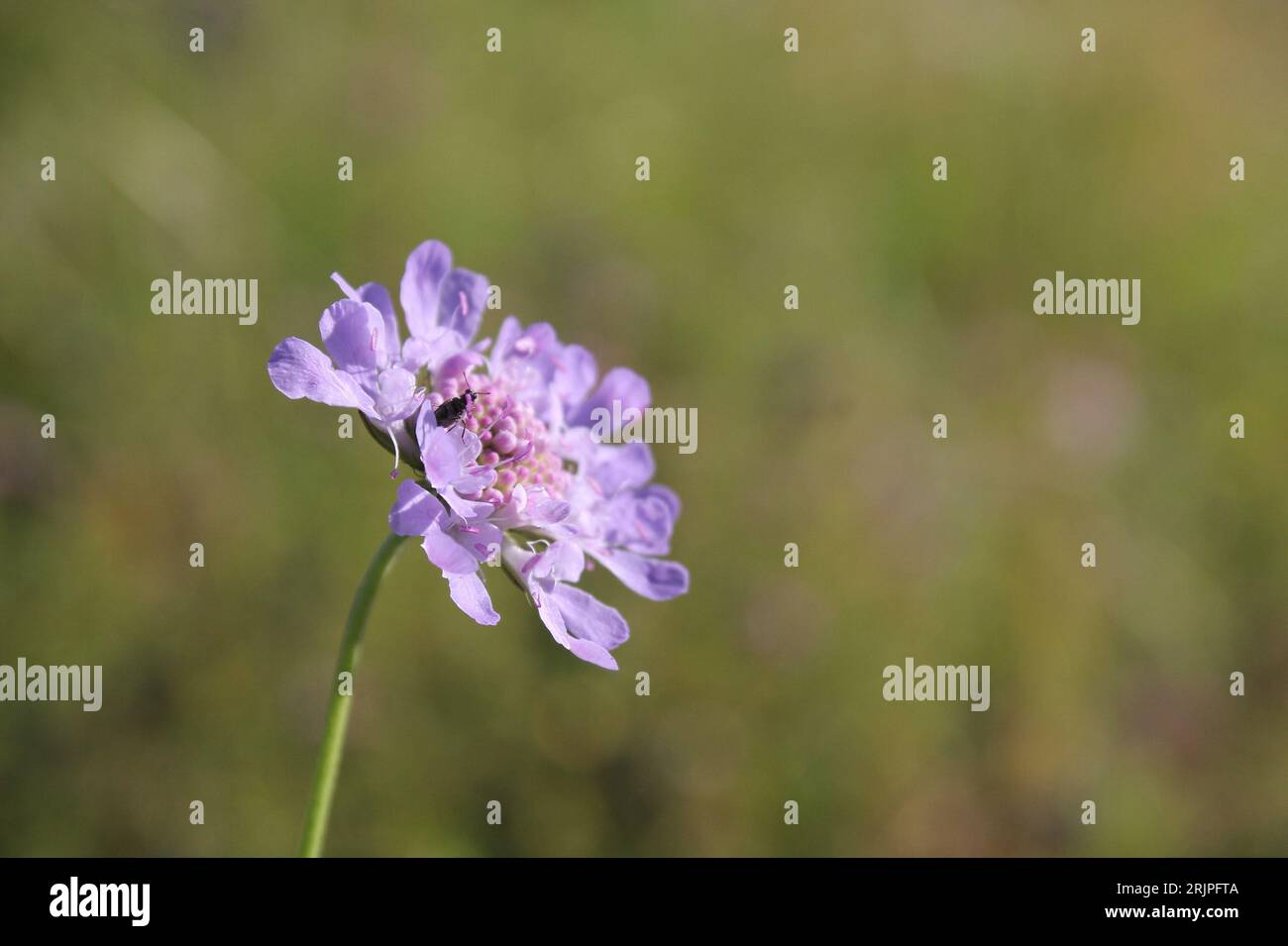 Small scabious in a wildflower meadow hi-res stock photography and ...