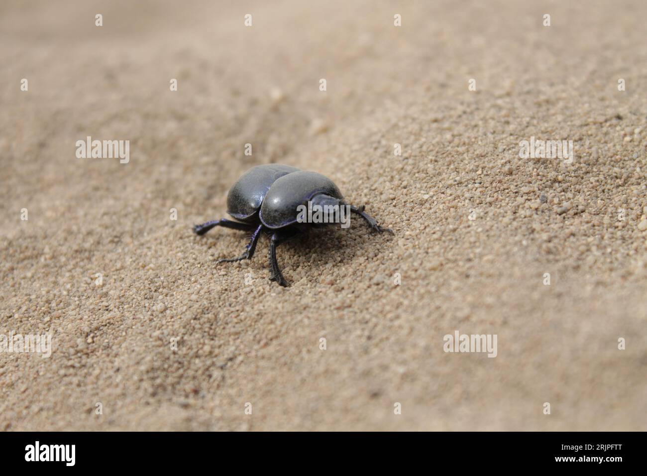 A close-up of a Dung beetle standing on sand Stock Photo - Alamy