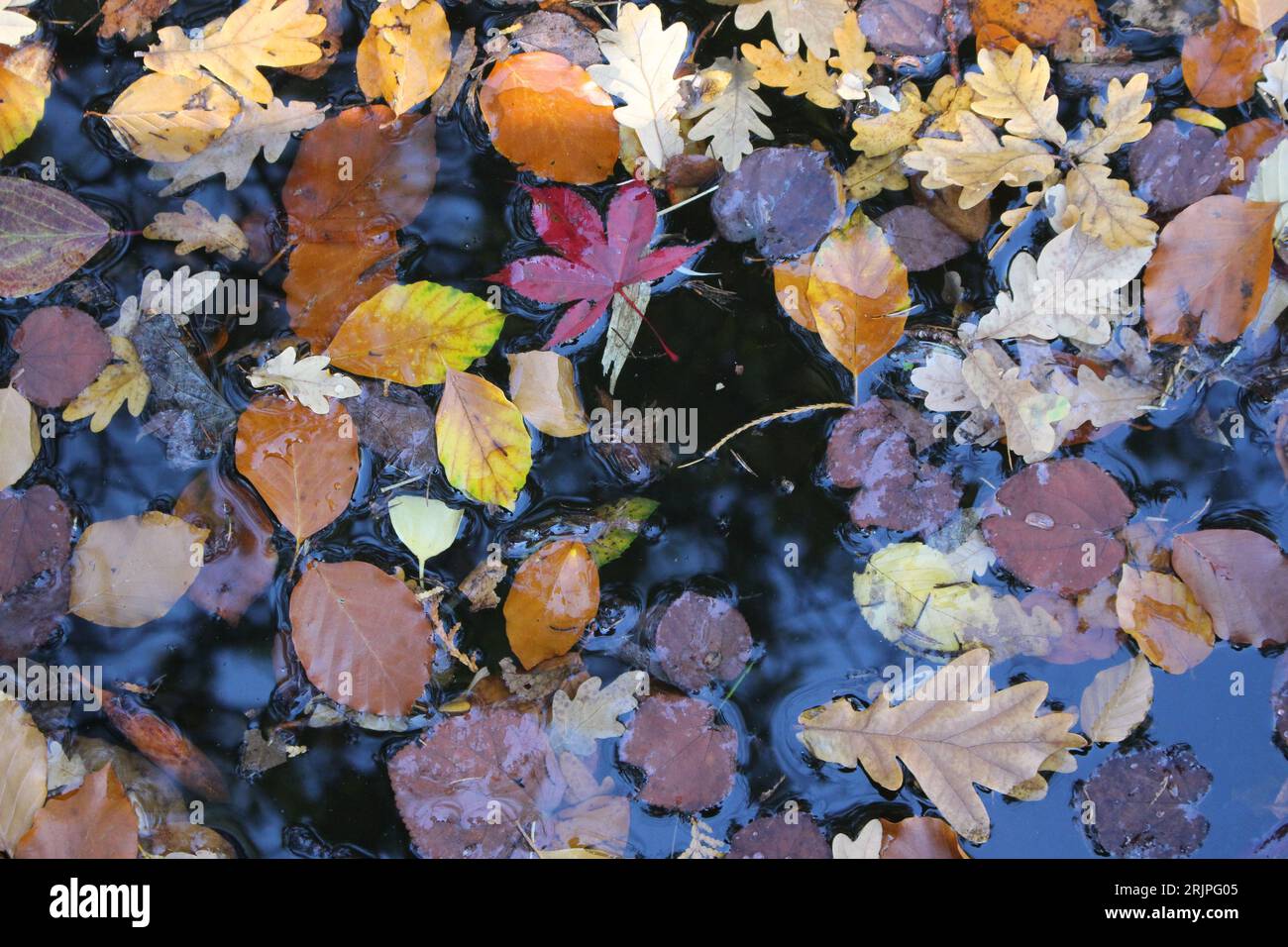 A close-up of autumnal leaves lying in a puddle Stock Photo - Alamy
