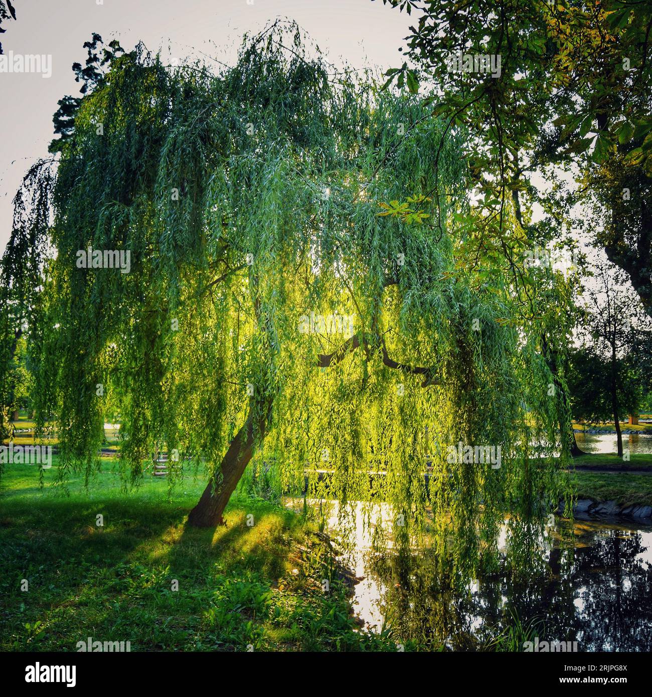 The tree in the Stromovka park - Prague, Czech Republic Stock Photo - Alamy