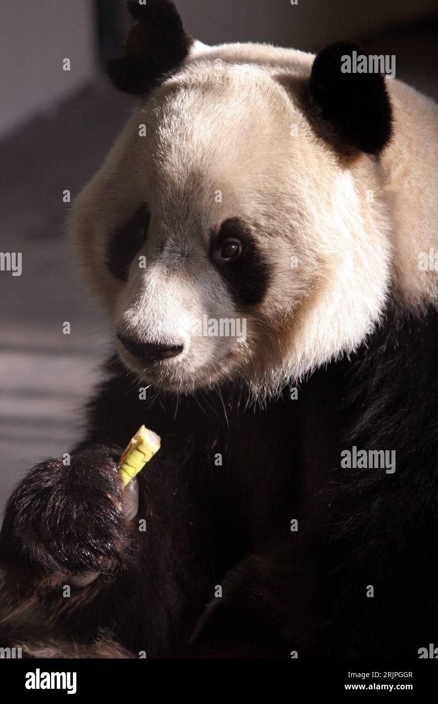 Bildnummer: 51182237 Datum: 27.03.2006 Copyright: imago/Xinhua Pandabär ...