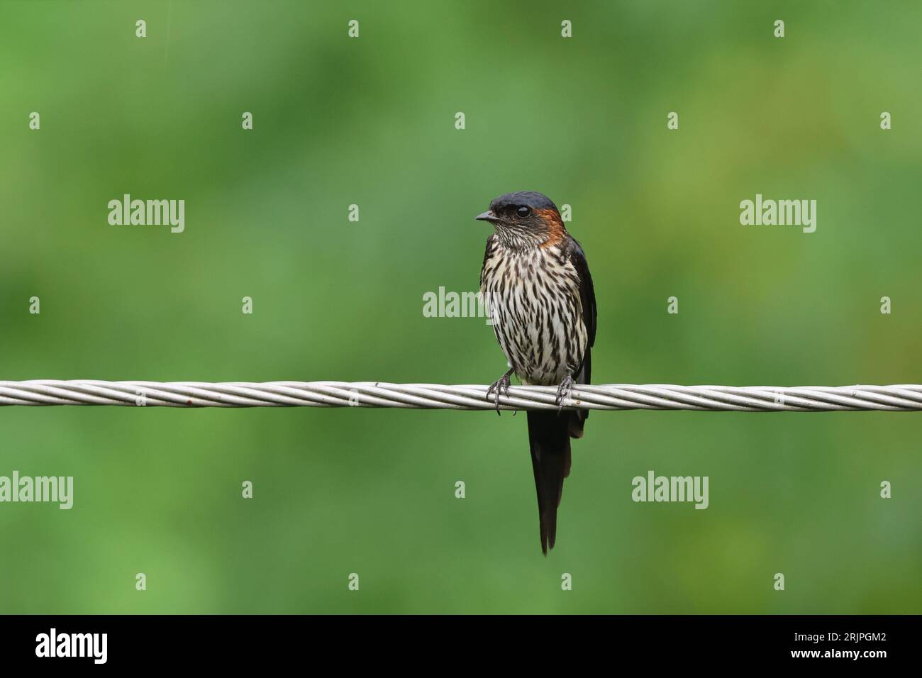 Bird on a utility line hi-res stock photography and images - Alamy