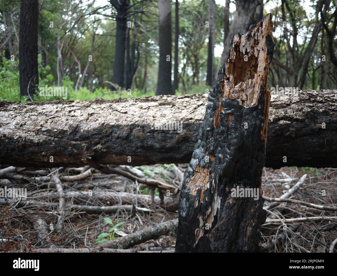 Burnt trees after a wildfire happened in 2020 in San Vicente Redwoods ...