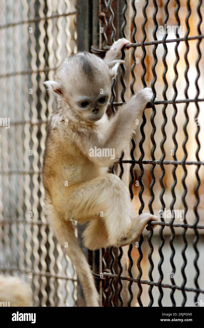 Pygathrix roxellana hi-res stock photography and images - Alamy