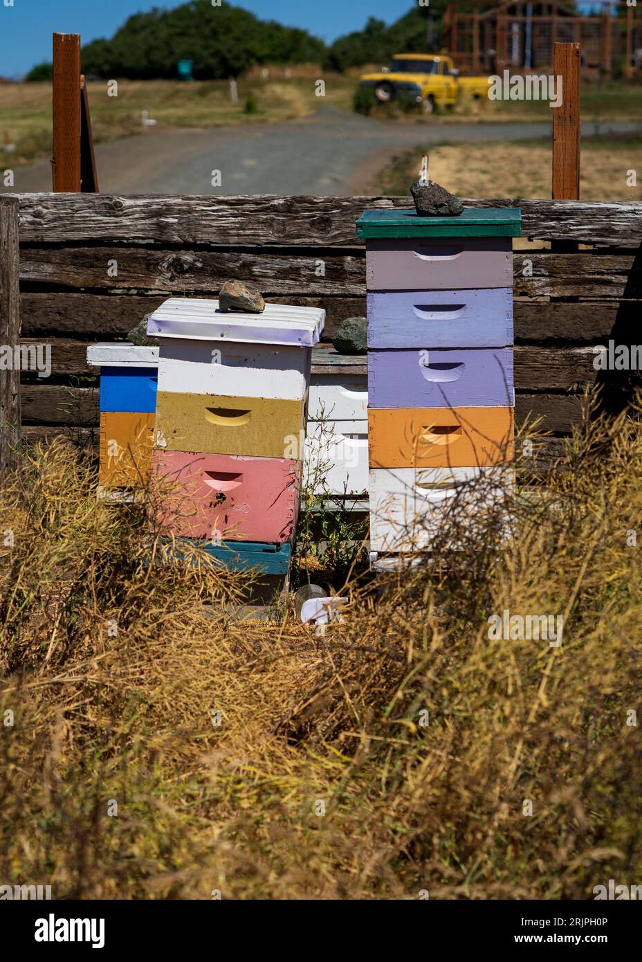 Beehive boxes on the side of a wooden fence in a grassy outdoor setting ...