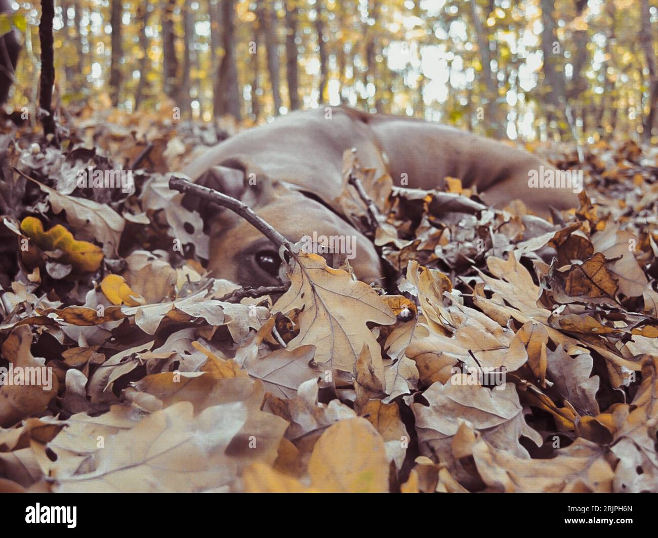 Rhodesian ridgeback dog climbing in a leaf - detail Stock Photo - Alamy