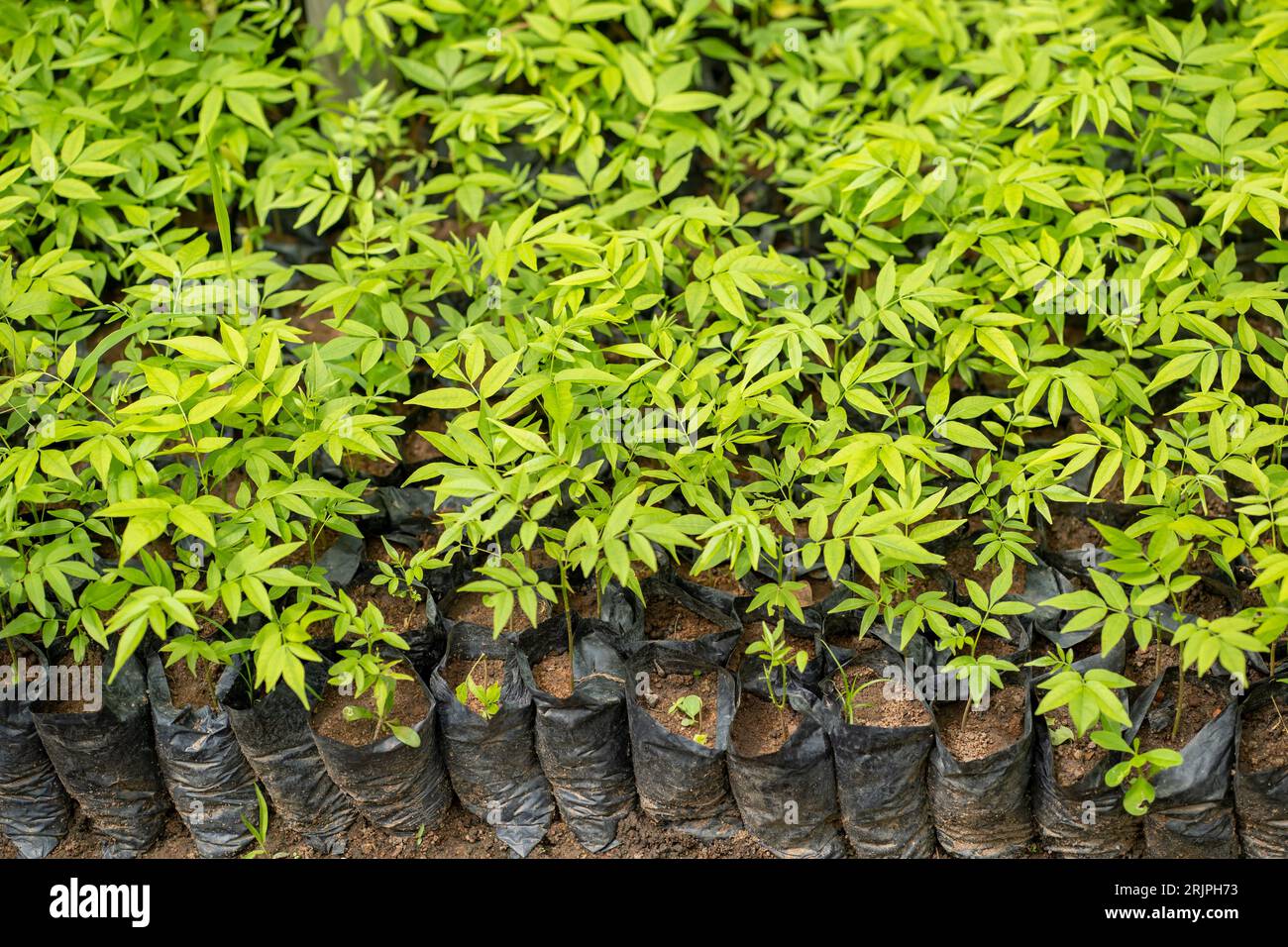 Shield budding hi-res stock photography and images - Alamy