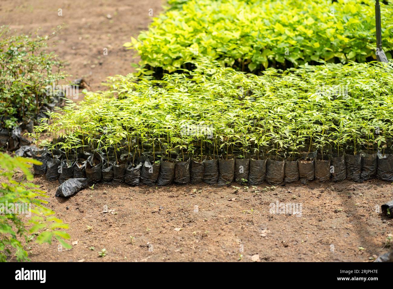 Shield budding hi-res stock photography and images - Alamy