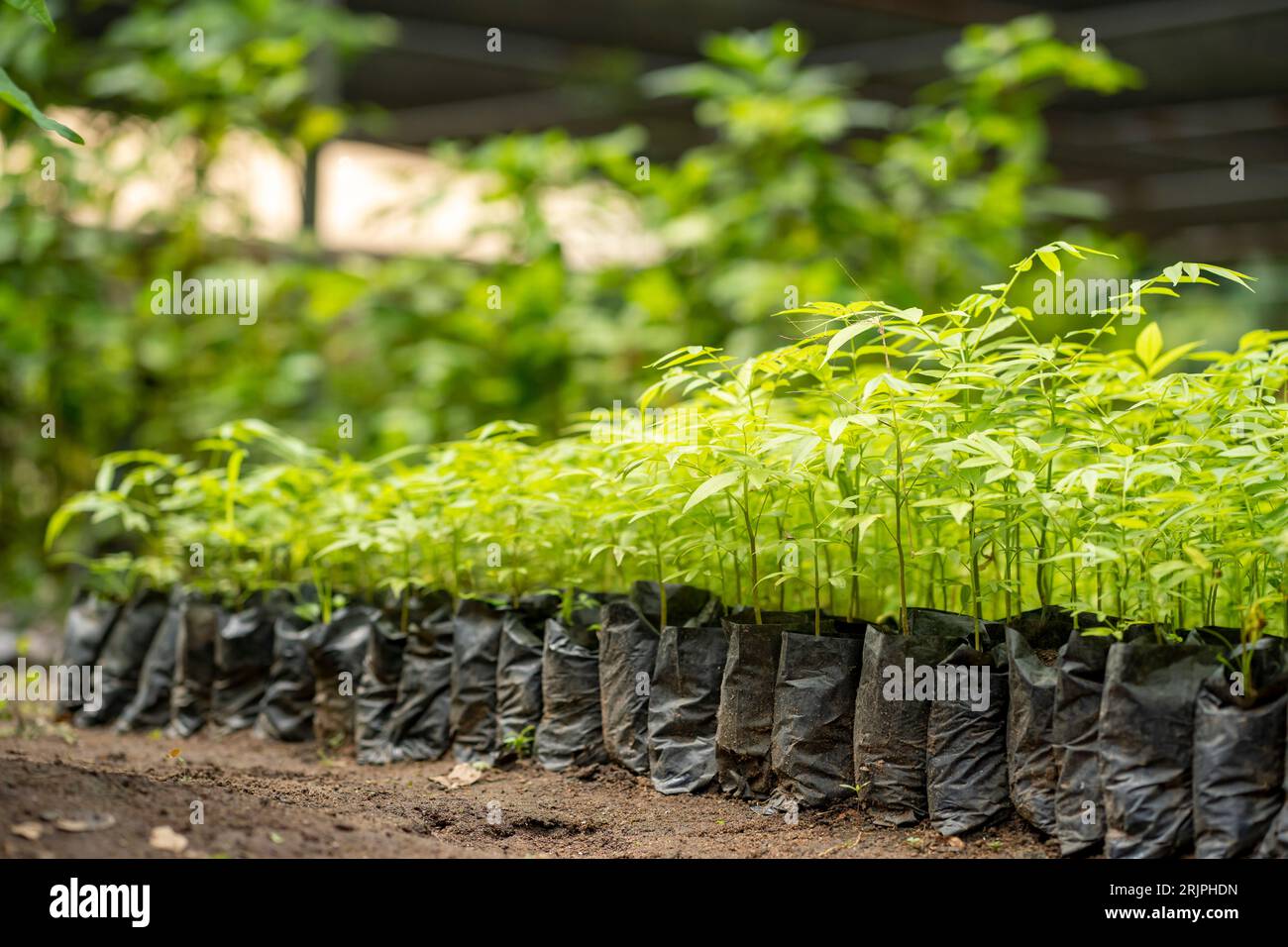 Shield budding hi-res stock photography and images - Alamy