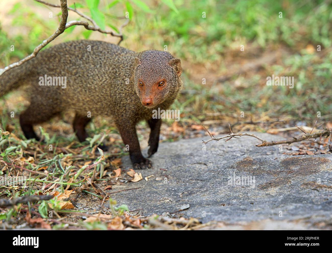 A closeup of a mongoose in a wildlife reserve in Sri Lanka Stock Photo ...