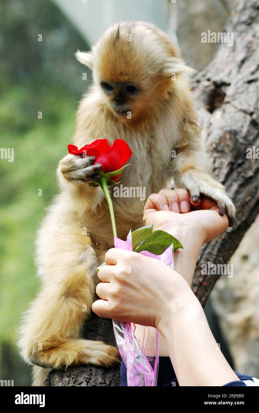 Rote china rose blume hi-res stock photography and images - Alamy