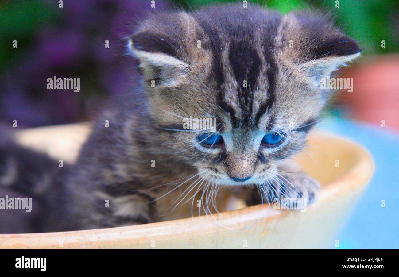 Juvenile cat hi-res stock photography and images - Alamy