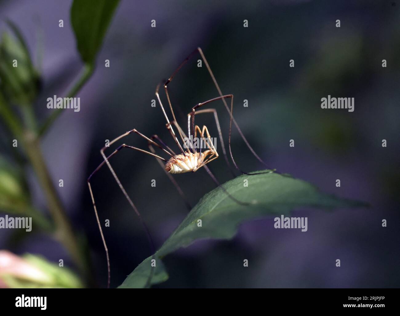 Meyronne, France. 23rd Aug, 2023. Illustraion of the long-legs spiders ...