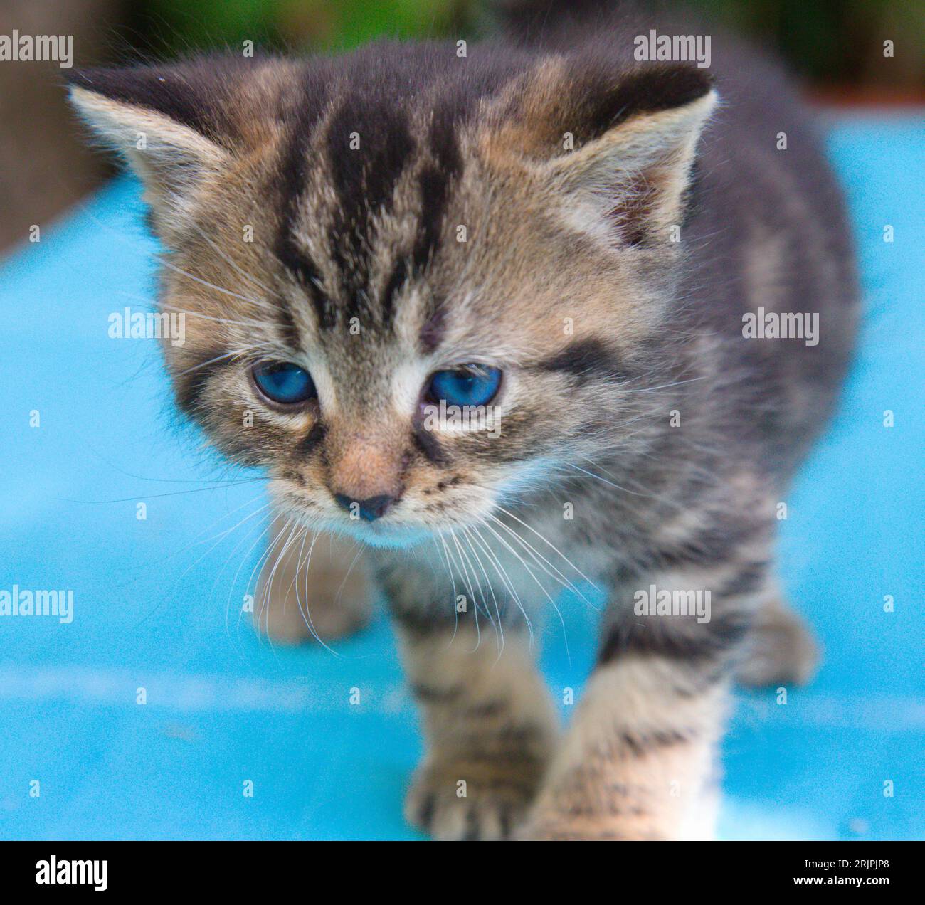 Cat baby domestic hi-res stock photography and images - Alamy